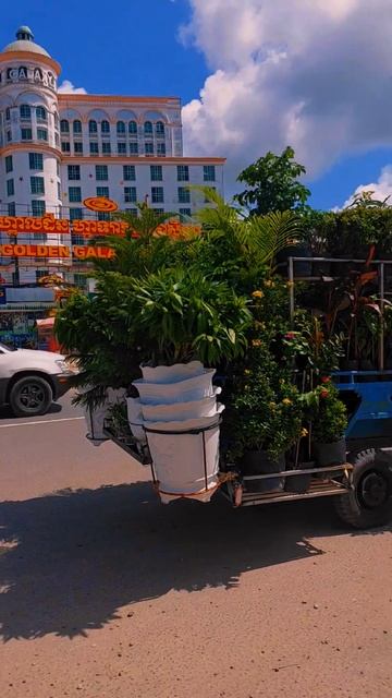Когда любимая захотела цветочки  #travel #cambodia #asiantravel #набайке #vietnam