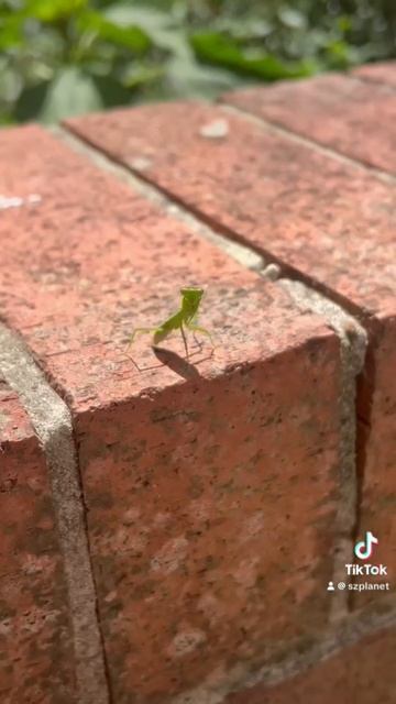 Богомол Танцует. Австралия 🇦🇺 #богомол #насекомые #танцы #юмор #улыбнись