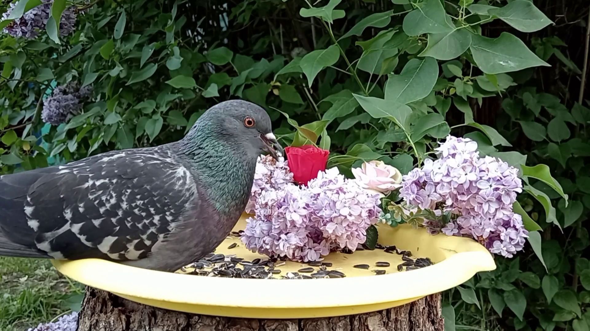 Зеленушки, Синицы и Голуби на кормушке