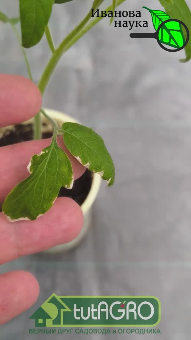 Не допустите ОШИБКУ: первая подкормка рассады.  Запаситесь этим удобрением и рассада будет толстой!