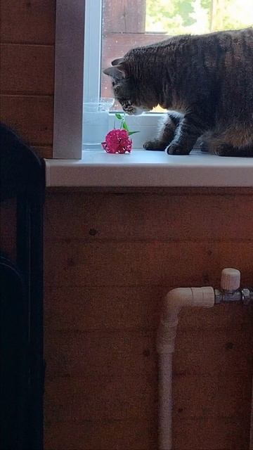 Любительница прекрасного