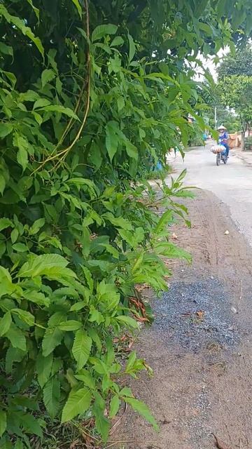 Вьетнам. Доставка хлеба на дом #travel #asiantravel #vietnam #набайке #сайгон #хошимин #saigon