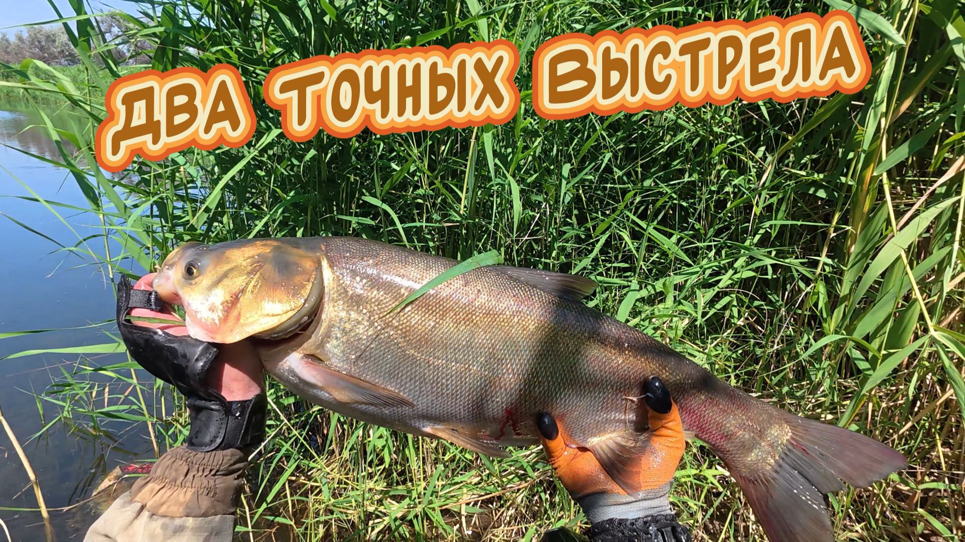 Рыбалка с Рогаткой - Два Точных Выстрела! Змееголов + Толстолобик #fish #top #2025 #рекомендации #1k