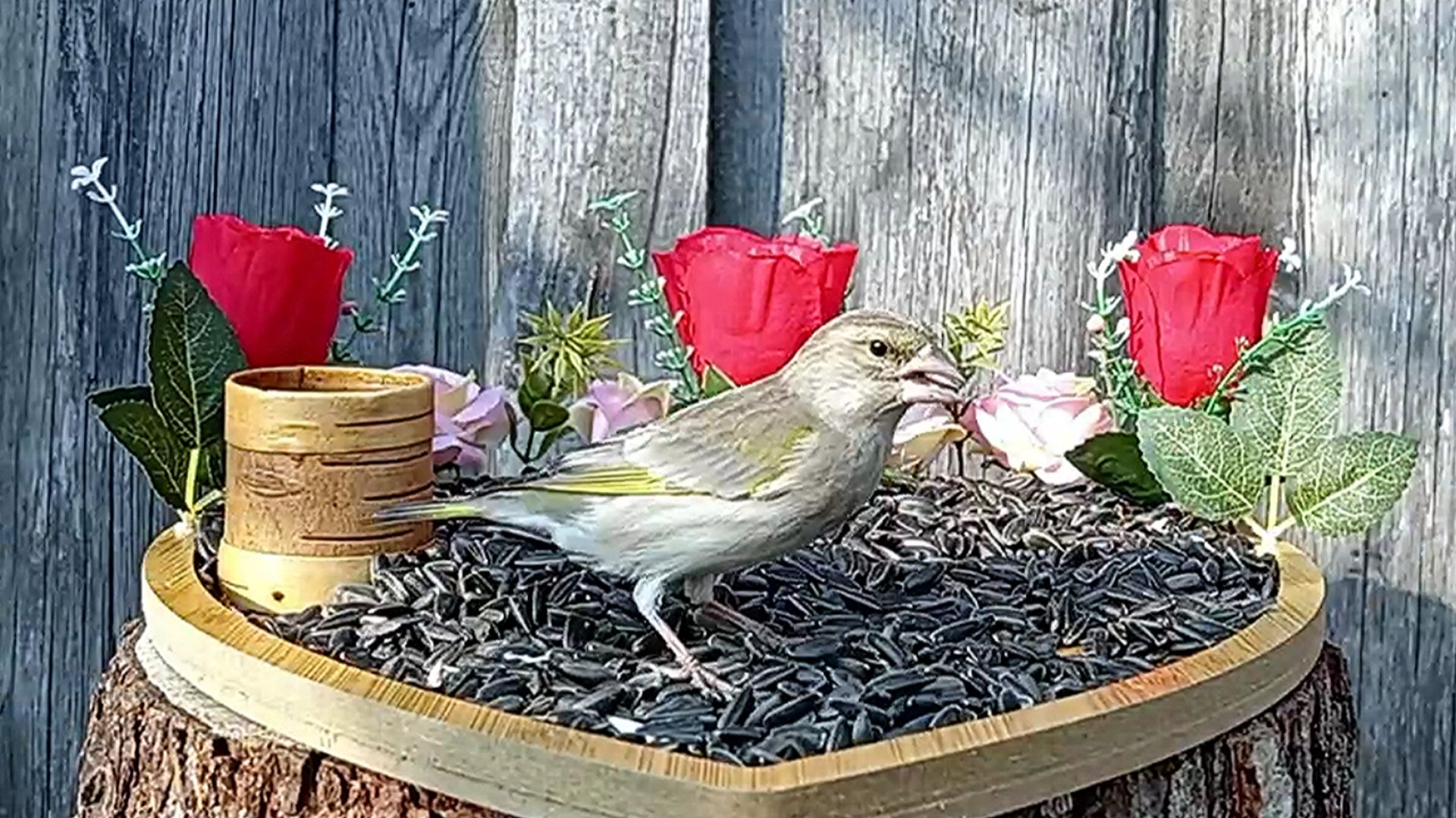 Видеосъёмка Птиц