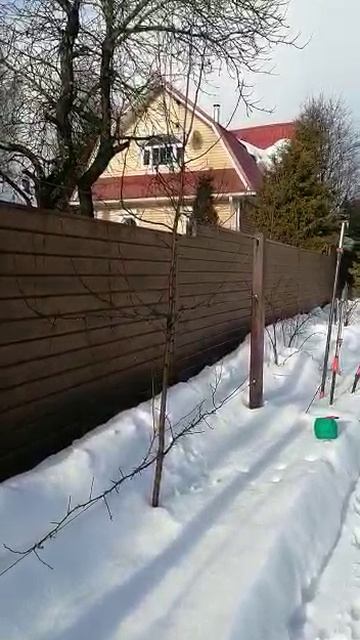 Обрезка яблони на шпалере 1 часть