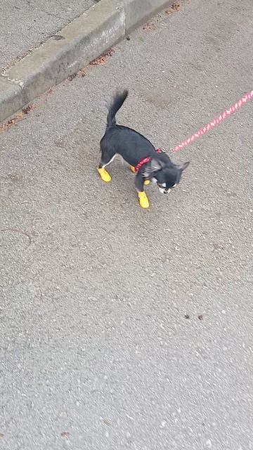 вот тебе и тапки #чихуахуа