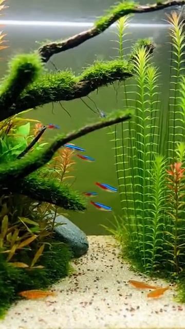 Подводный мир. Аквариумистика.