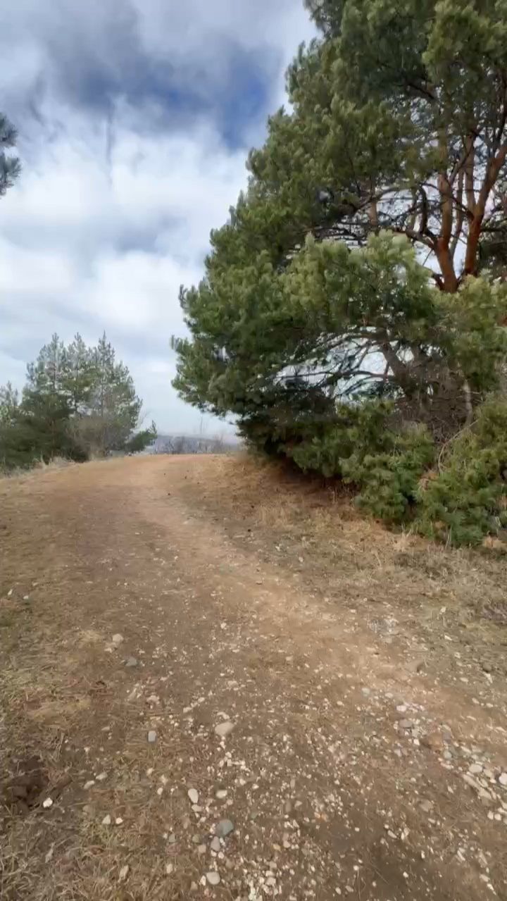 Дивное дерево - что я увидела по‑новому в Кисловодском парке