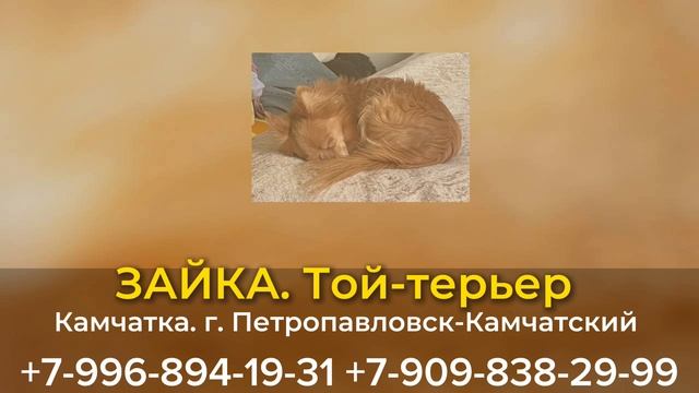 Пропала собака! ЗАЙКА. Той-терьер. Камчатка. г. Петропавловск-Камчатский