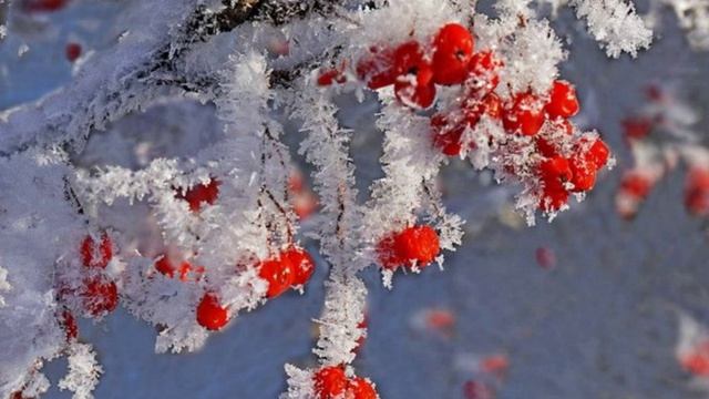 Ветви раскидала рябина. ( стих в прозе)