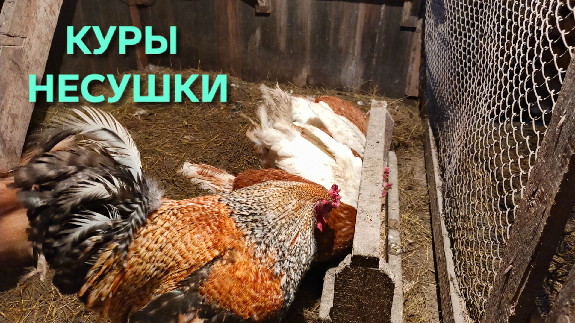 Жизнь в деревне Сбор яиц у кур после прогулки на улице