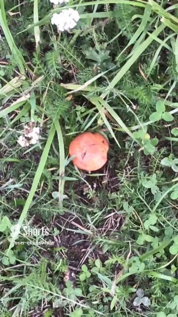 Ленобласть. Хвойное. 22.08.2024. Грибы-масленок