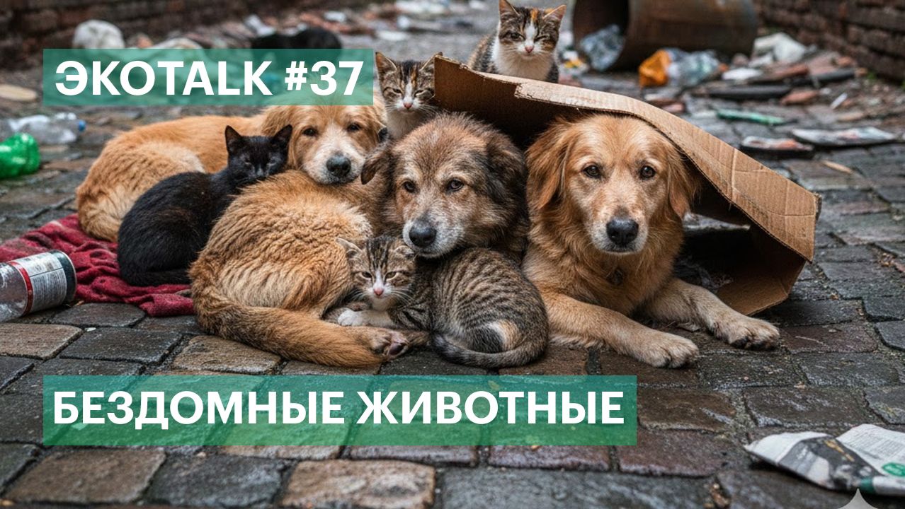 ЭкоTALK. Часть - 37