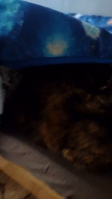 Наша кошка чудит😃😀😀🥰 Пишите, какие есть причуды у вашей кошки?