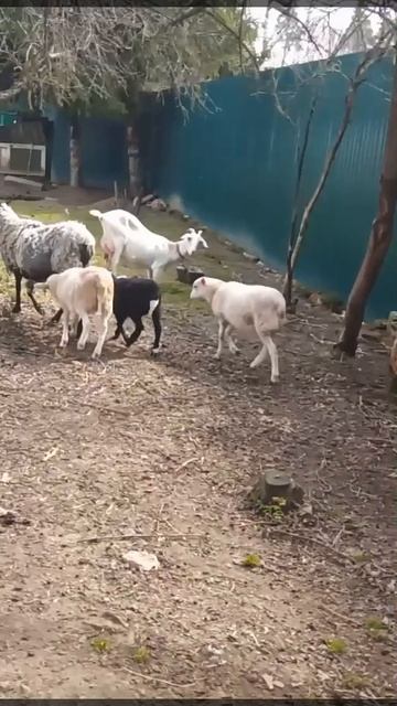 Смешные питомцы гуляют