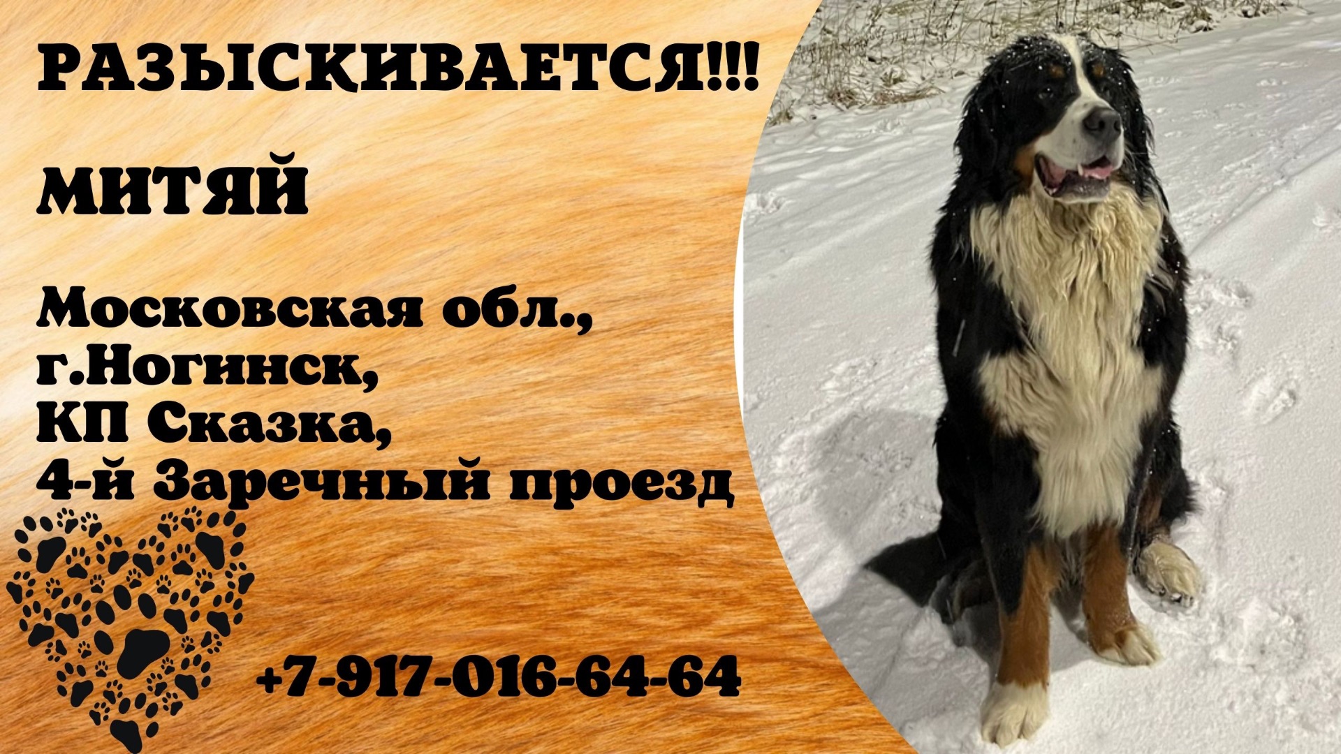 Пропала собака! МИТЯЙ. Московская обл., г.Ногинск.