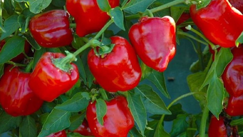 Посев сладкого перца и баклажанов самым простым способом! Моя рассада на 18.02.26г.