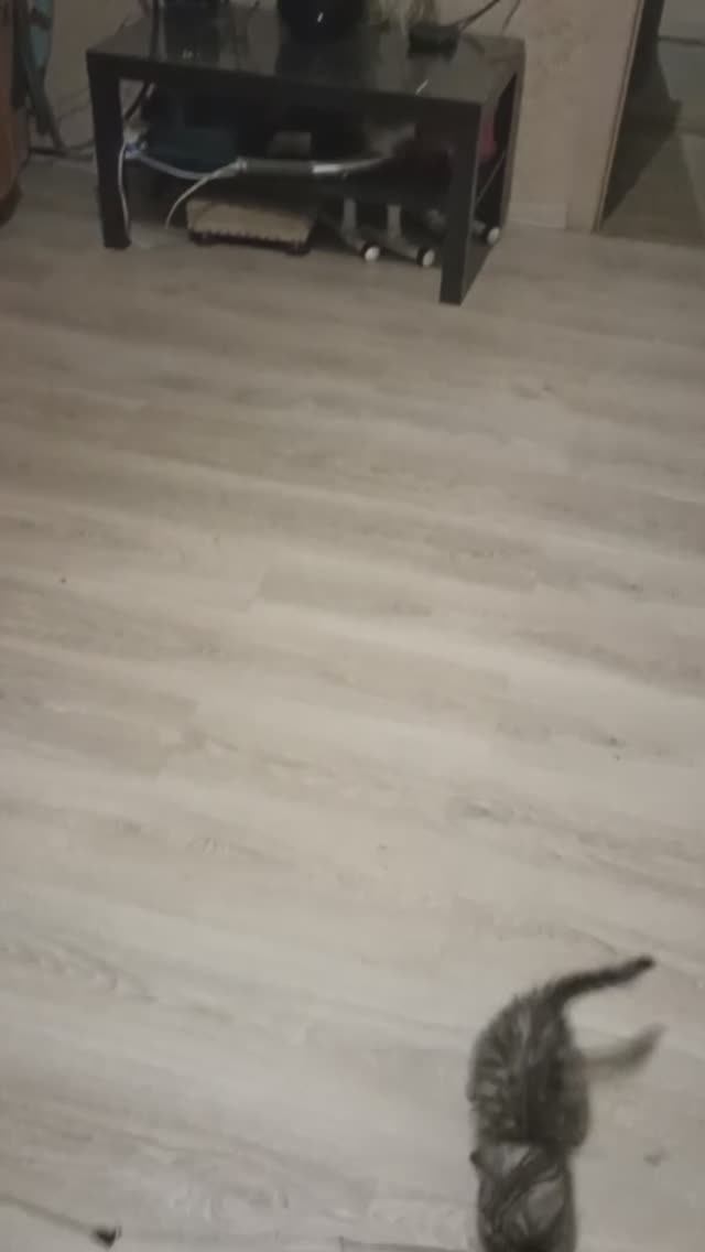 Игра с котёнком