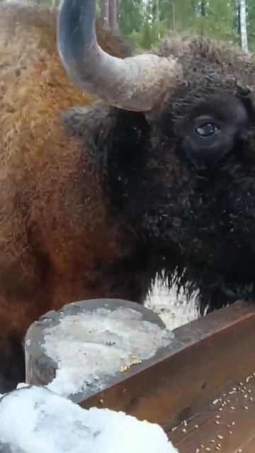 Зубры в деревне Якушиха Вязниковского района 2 камера