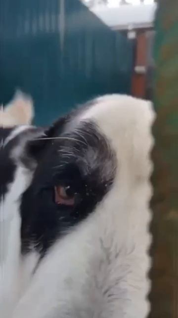 Медвежата САО Камилла 🌸 и Рокки🍀ищут 🏠❗Пост в описании 🎥 #animals #любовь #dog #собака #алабай