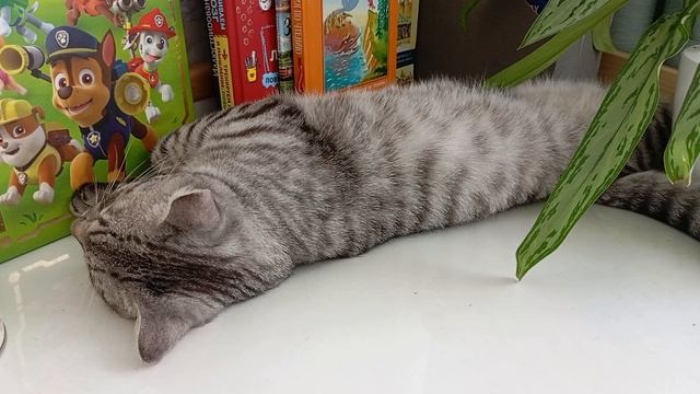 первое видео