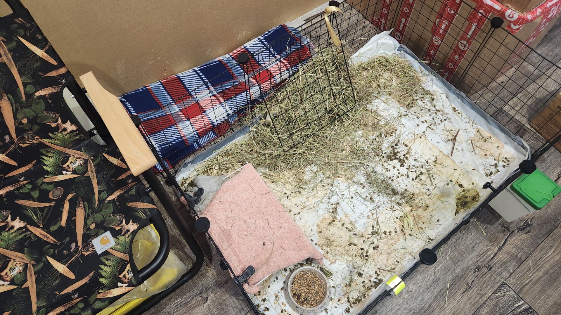 Морские свинки Улли и Пулли играют в прятки 👋 🐗