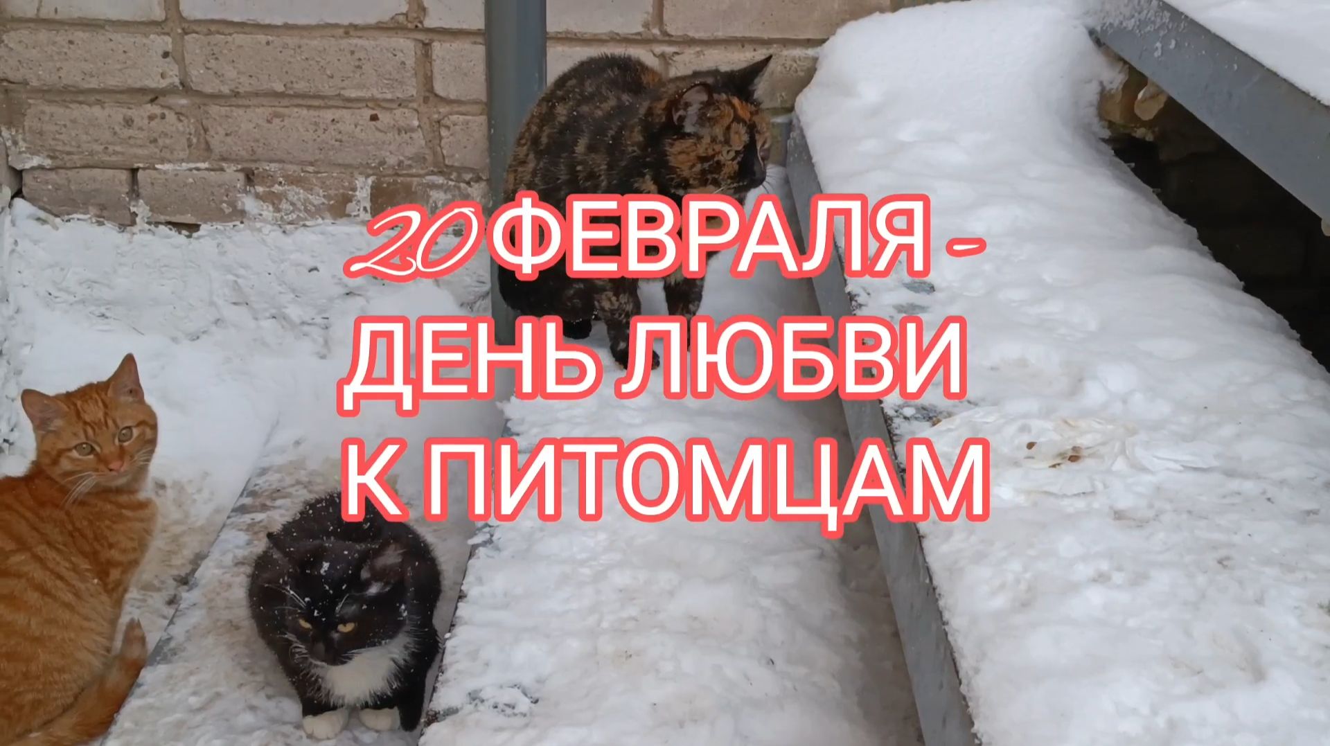 20 ФЕВРАЛЯ- ДЕНЬ ЛЮБВИ К ПИТОМЦАМ.