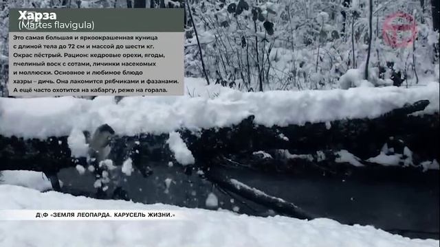 «По Уссурийскому краю». Где живет изюбрь.