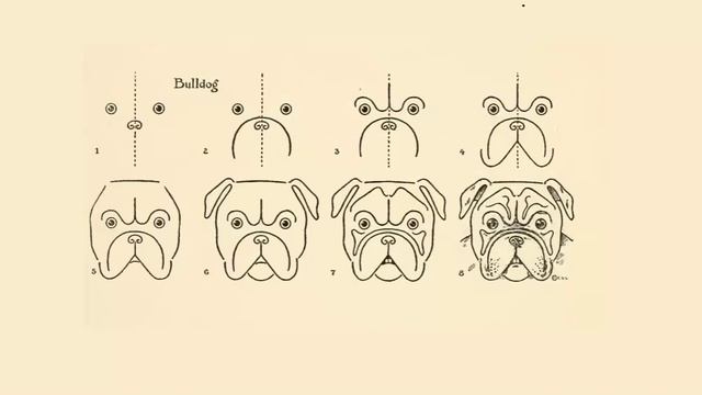 Как нарисовать бульдога