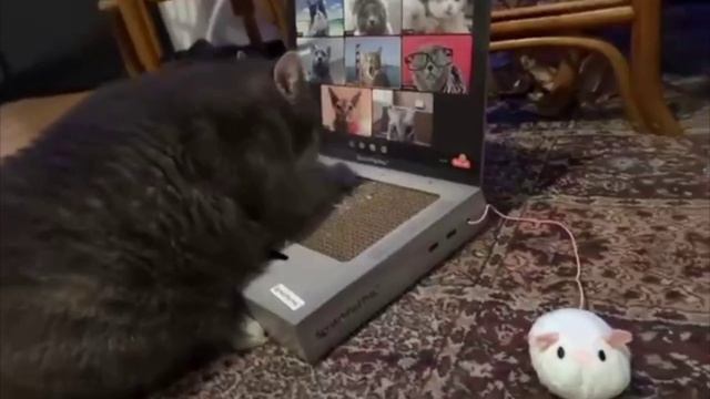 У меня созвон