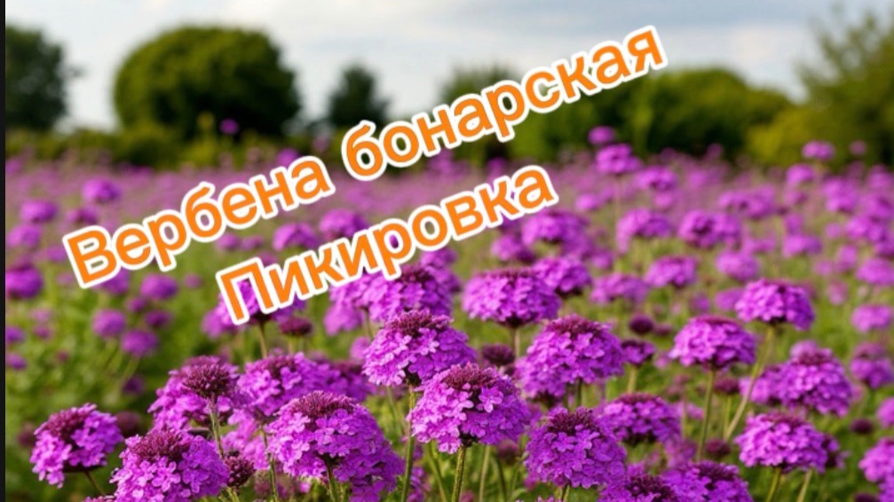 Вербена бонарская обзор и пикировка 19.02.26г.