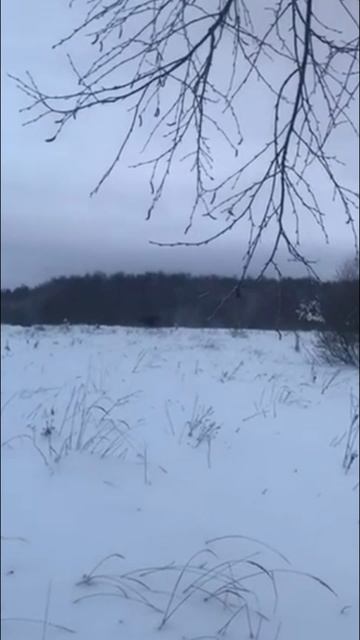 Камера зафиксировала лосей в Ковровском районе