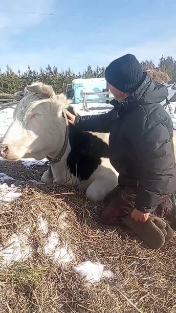 Коровотерапия, 15.02.26