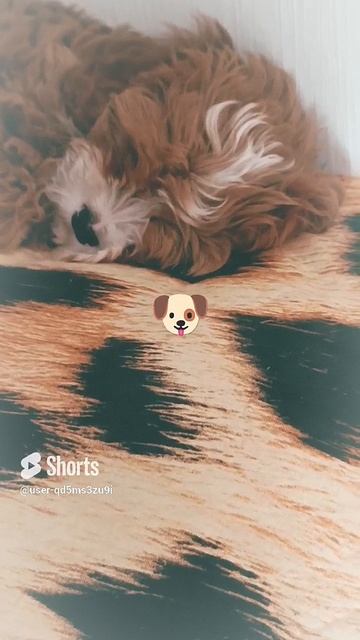 Когда ✨Спарки  🐶был ✨маленький