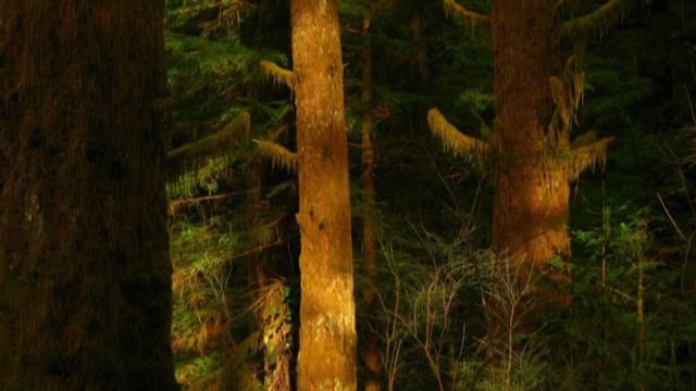 Темный Лес.Песня. Поет Павел Лясковский.