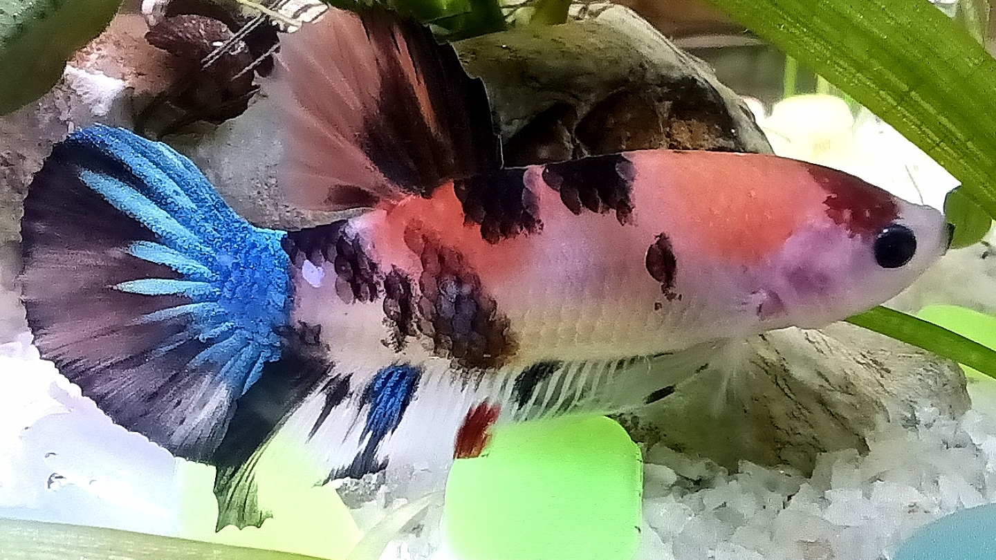 Мини‑аквариум Куб Классик и петушок плакат Кои Немо: трогательный подарок Грише от мамы