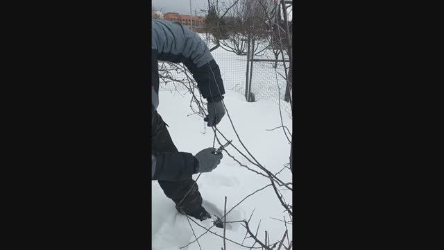 Обрезка сливы 3-4 лет