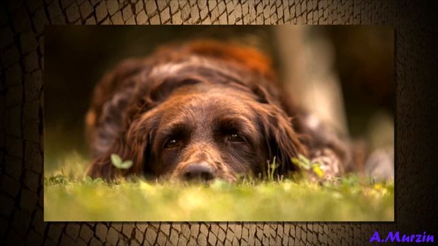 Ramio Lin - Чии ^^