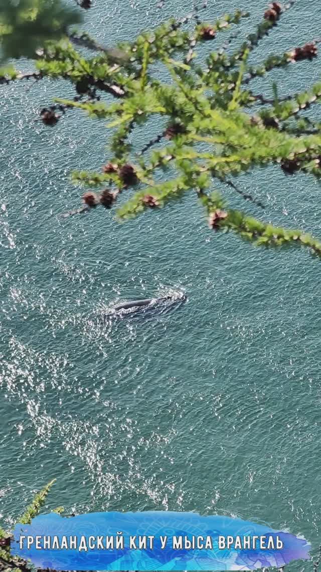 Гренладский кит у мыса Врангель