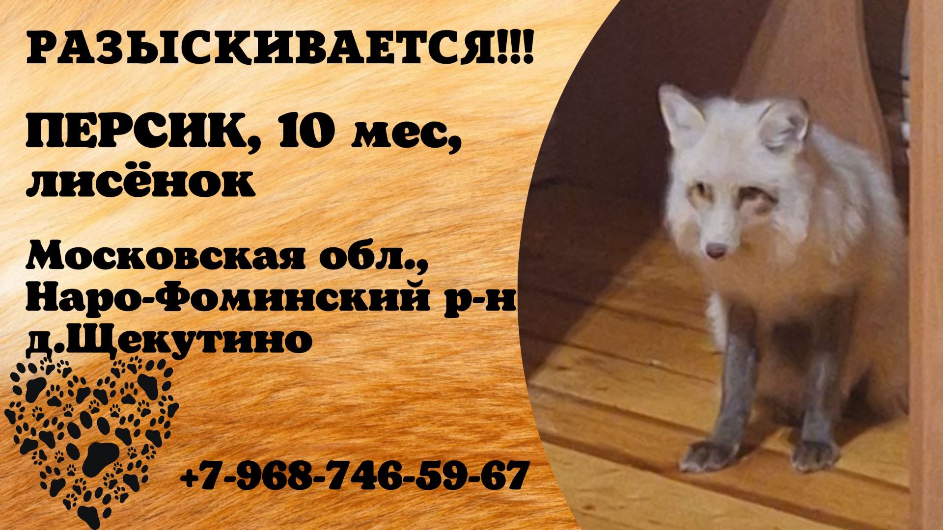 Пропал лисёнок! ПЕРСИК. 10 мес, лисёнок. Московская обл,  Наро-Фоминский р-н, д. Щекутино