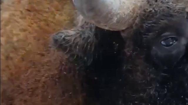 Зубры в деревне Якушиха Вязниковского района 2 камера