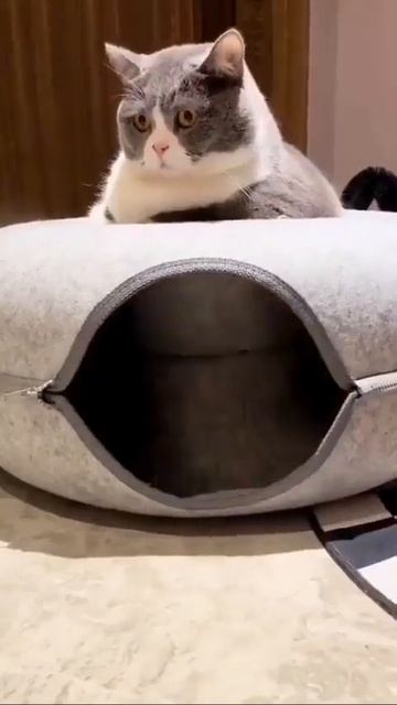 Я спокоен как кот! 😼