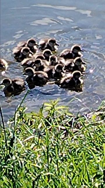 Многодетная мать