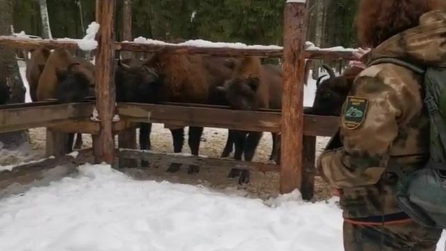 Зубры в деревне Якушиха Вязниковского района 1 камера