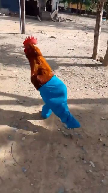 Бременский музыкант