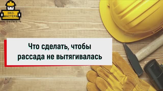 Что сделать чтобы рассада не вытягивалась