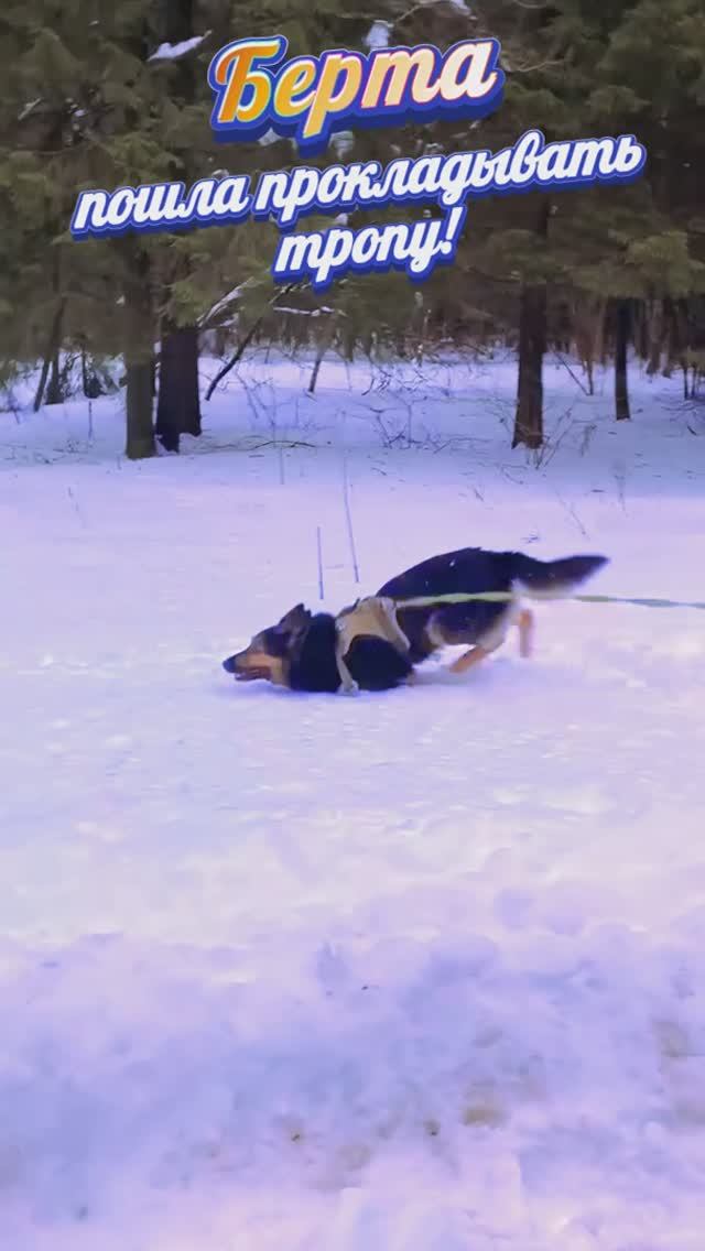 "Искра и буханочка" ❥ Приют в Малинках #приютдляживотных