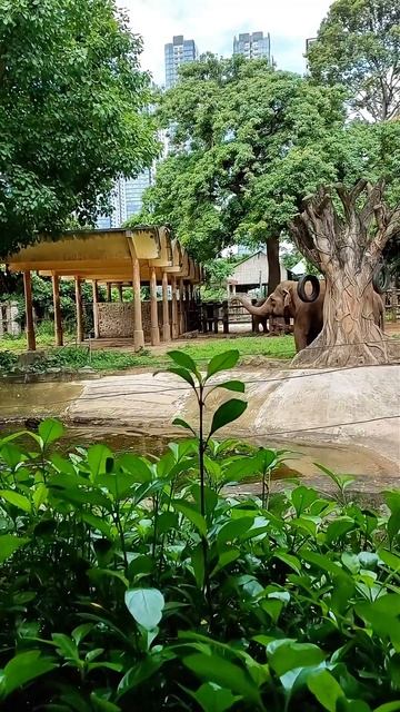 Странное поведение животных: Слон обсыпается песком. #zoo #shorts