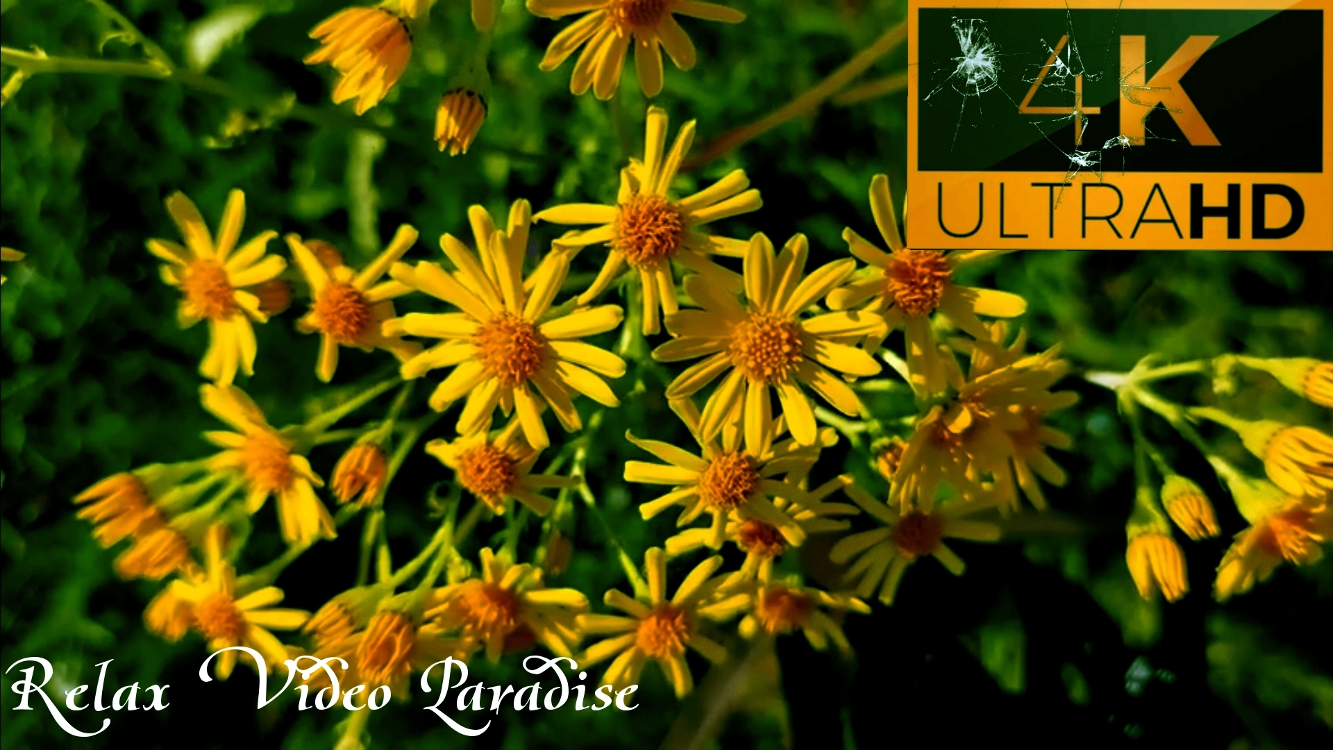 "Танец цветов и насекомых: Мгновения гармонии"