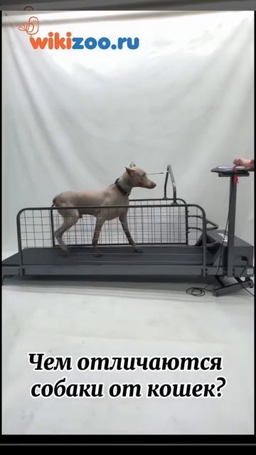 Чем отличаются собаки от кошек?